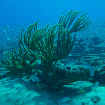 explore.org – Annenberg Foundation