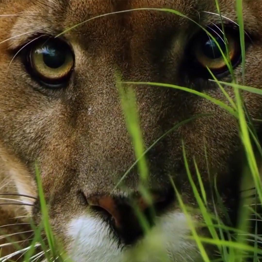 The Annenberg Wildlife Crossing Named One of the Most Influential ...